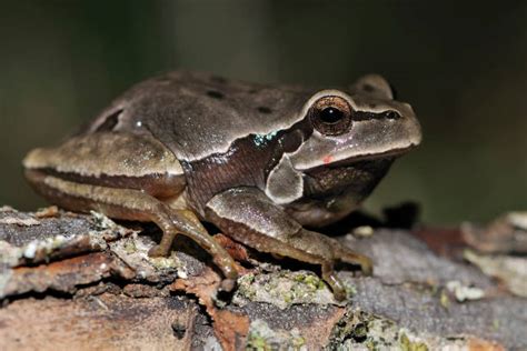 Genus Of Frog - My Share